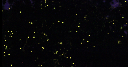 Fireflies in Autumn
