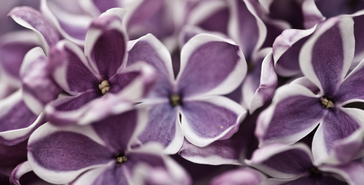 When Lilacs Last, I'm Fading Fast | obsessed with conformity